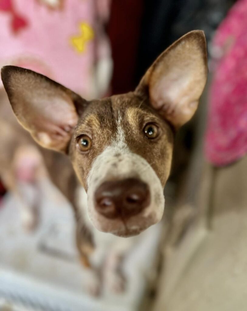 Before & After Puppy Treated by Hand to Paw Thailand - Hand to Paw Thailand
